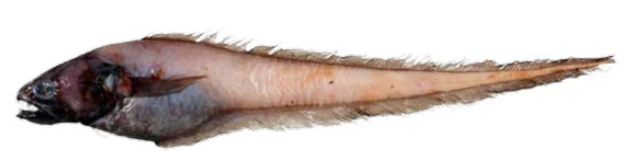 カクレウオ科 Carapidae
