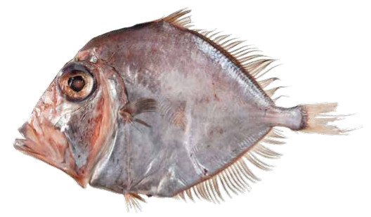 アシゲマトウダイ科（新称）Cyttidae
