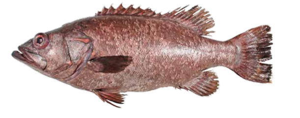 イシナギ科 Polyprionidae