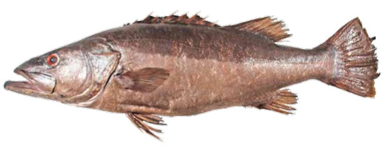イシナギ科 Polyprionidae